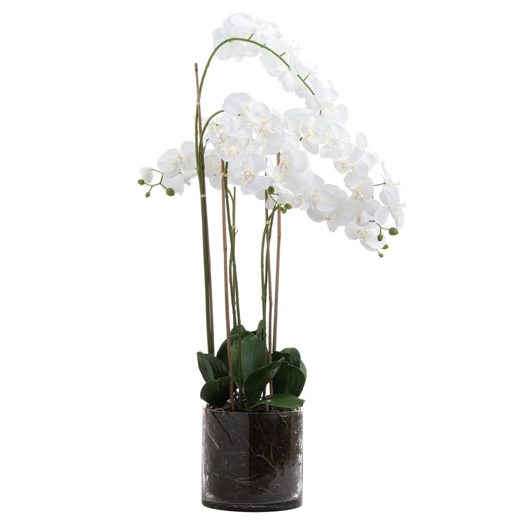 Extra Large White Artificial Orchid In Glass Pot - 126cm Tall ...
